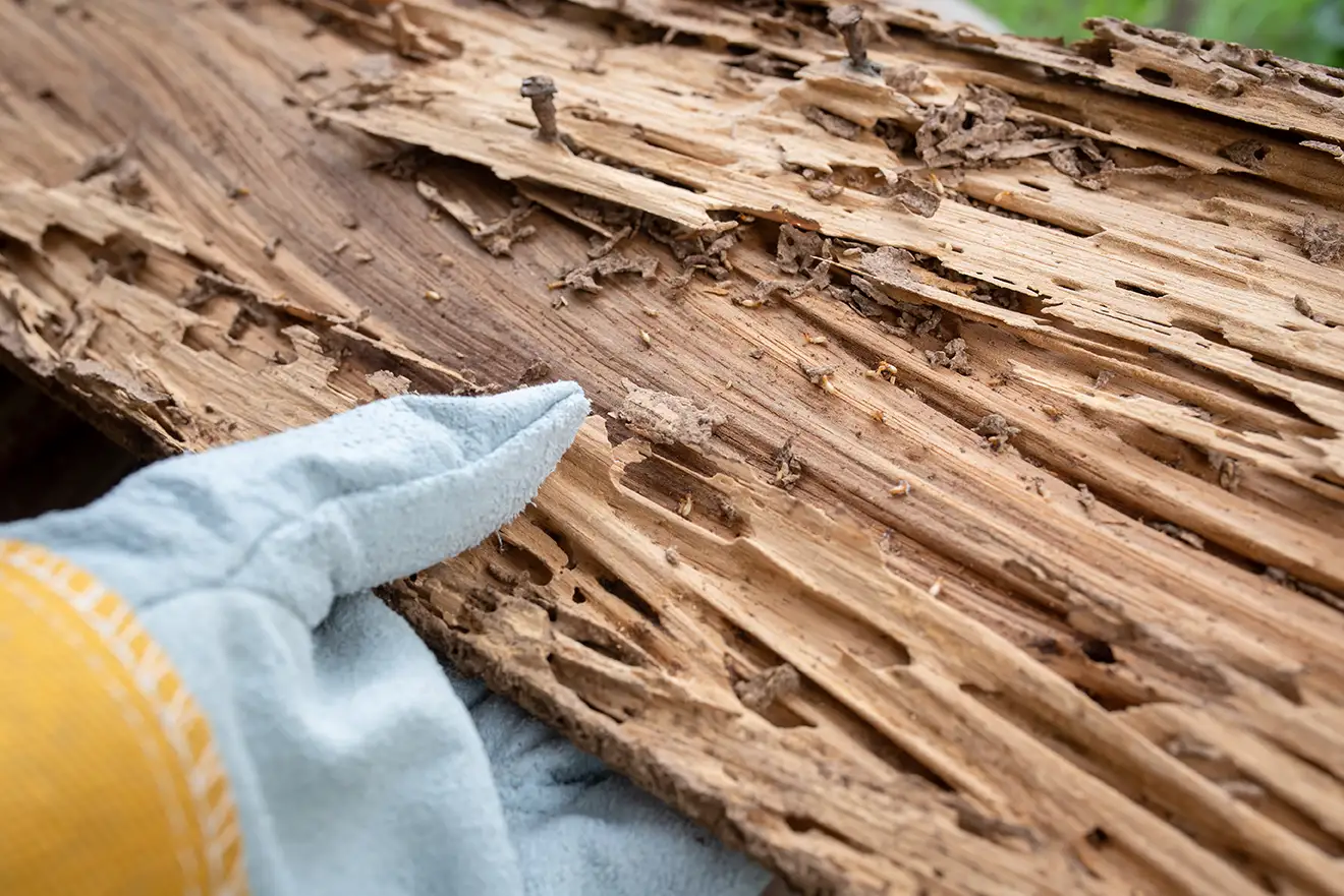 Winter Termite Inspections: Why They Matter in Arizona | Bug Wiser ...